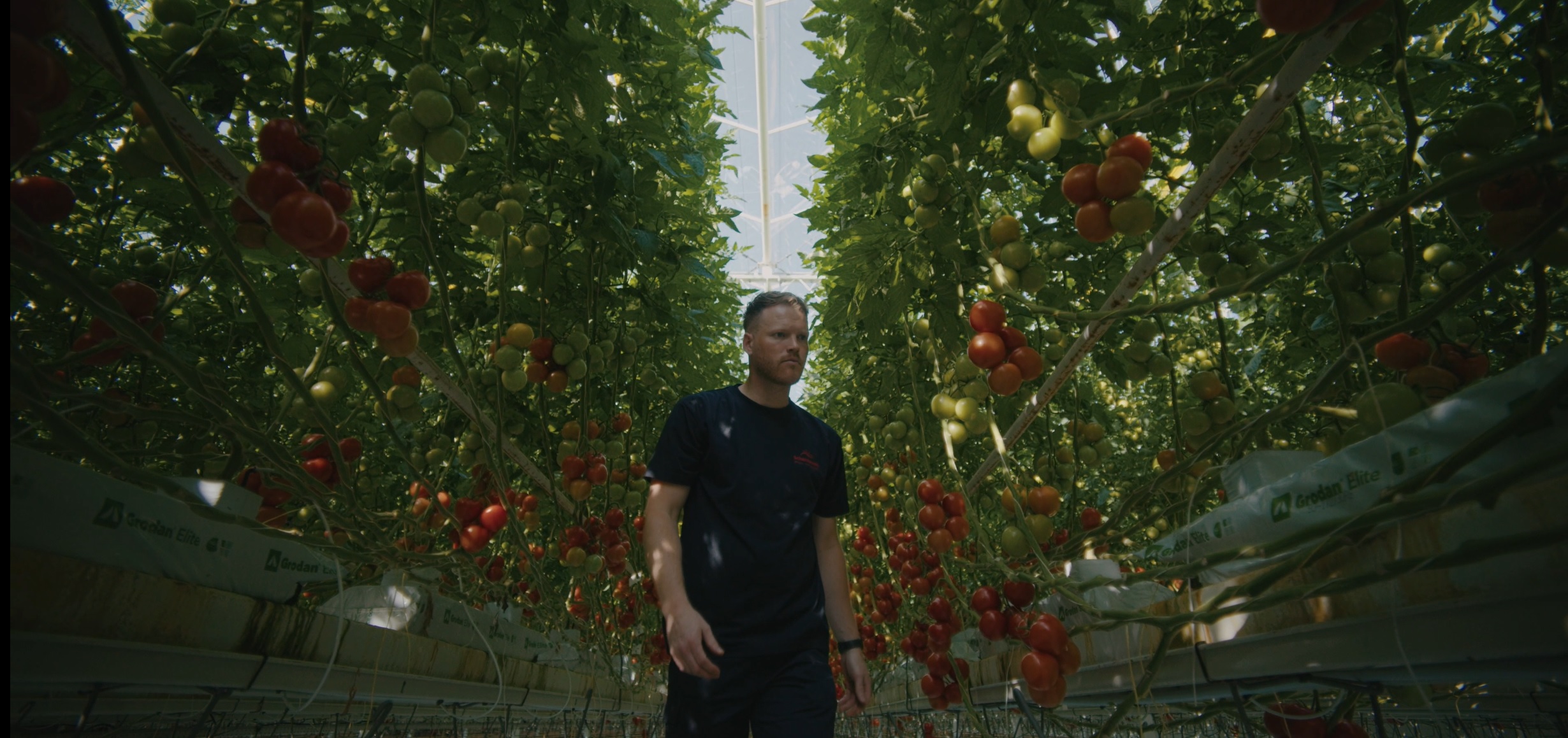 Schenkeveld's focus on data driven growing — IIVO