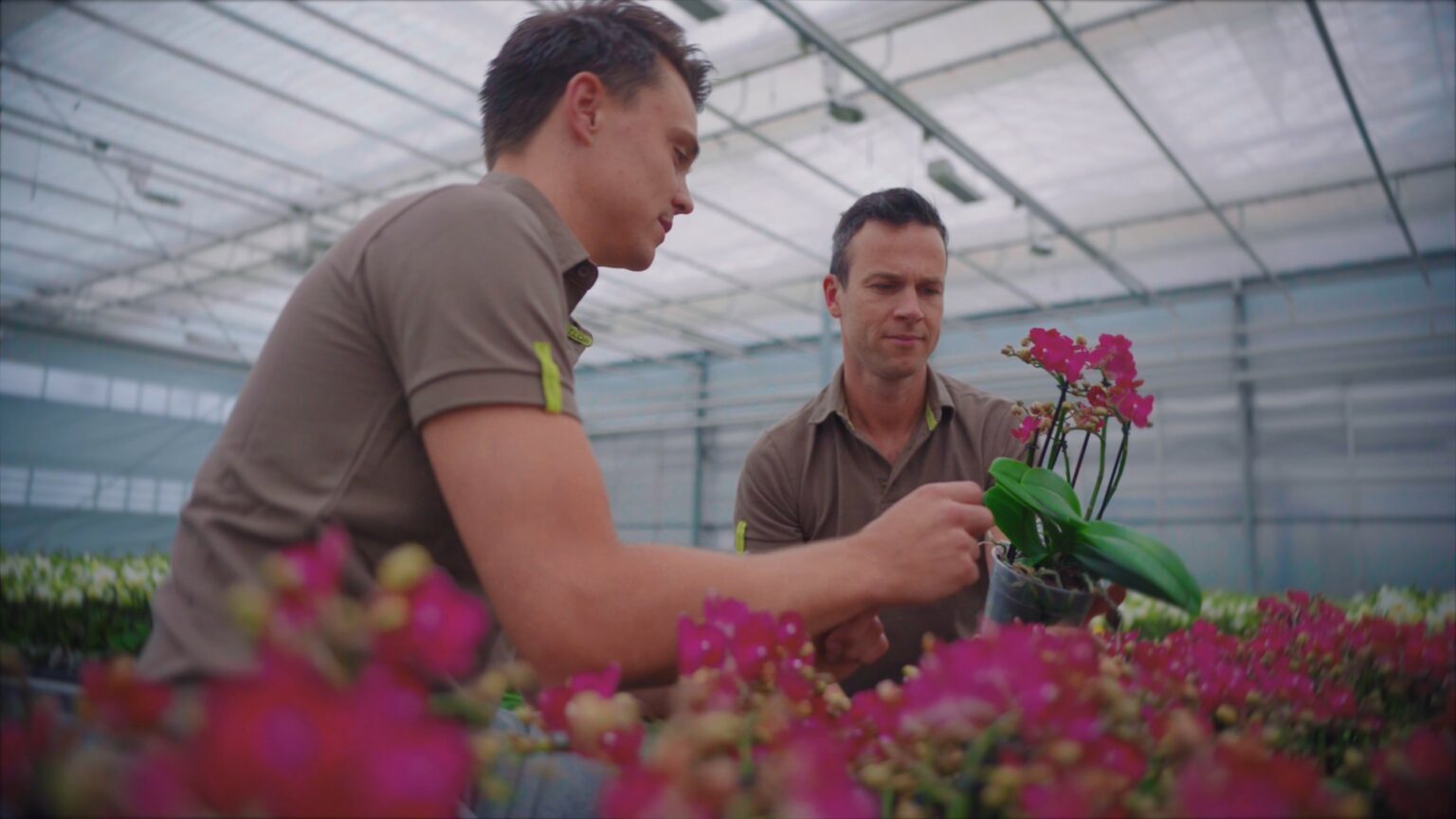 Opti-flor improves cultivation with IIVO — IIVO
